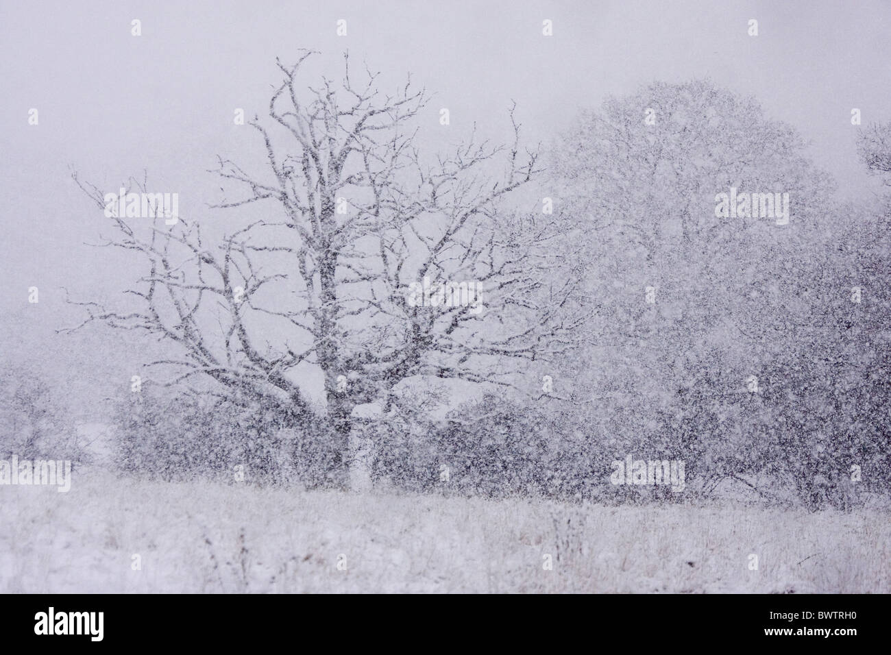 Skeletal oak tree blizzard conditions Bentley Stock Photo - Alamy