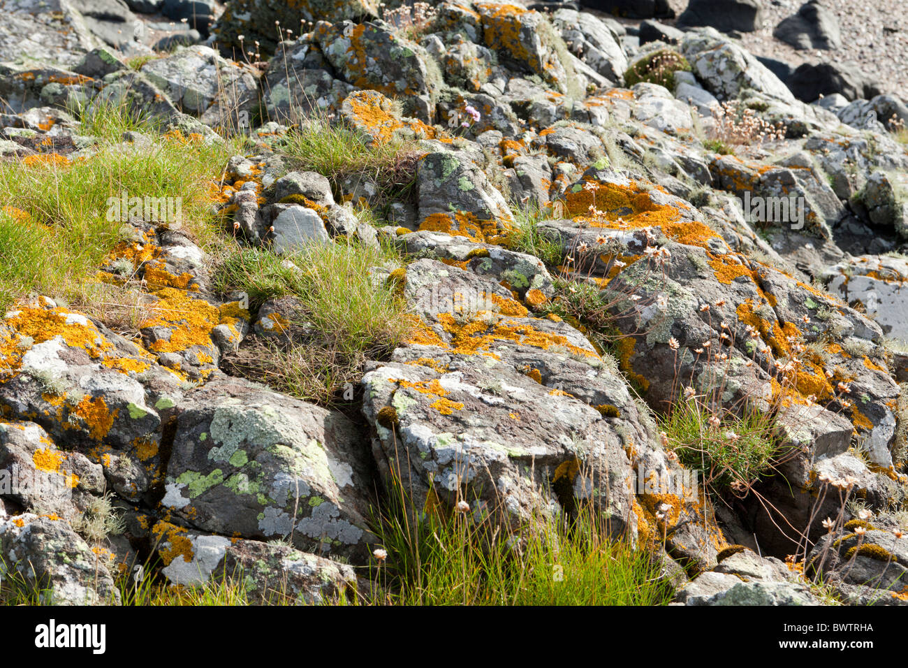 Lichen on rock rocks hi-res stock photography and images - Alamy