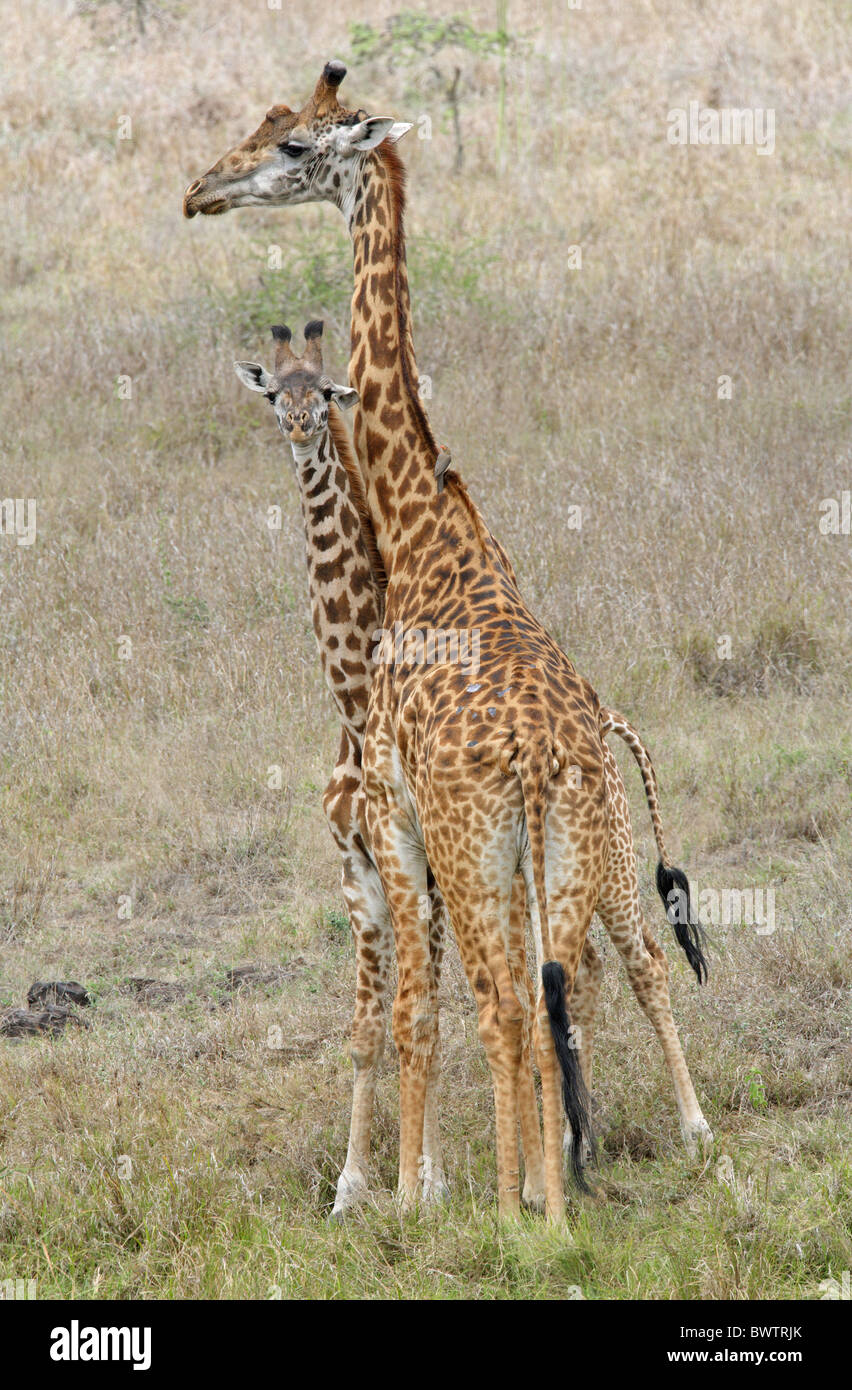 giraffe giraffes bovid bovidae africa african herbivore herbivores ...