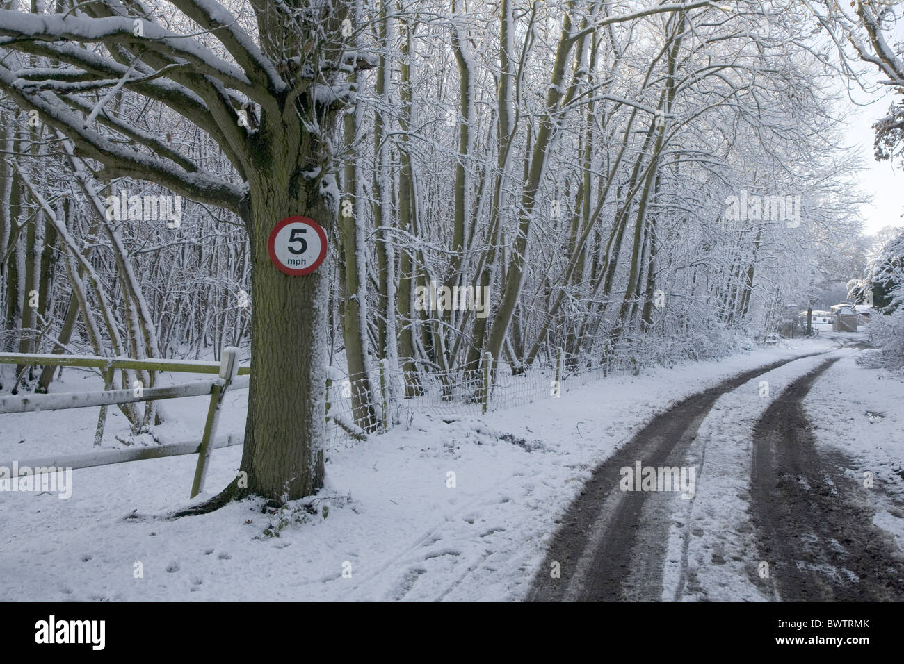 Snow covered woodland country lane with 5mph road Stock Photo - Alamy