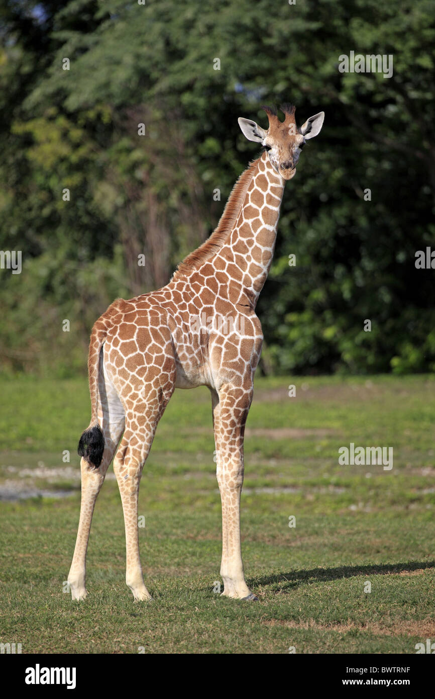 Jungtier - young giraffe giraffes bovid bovidae africa african ...