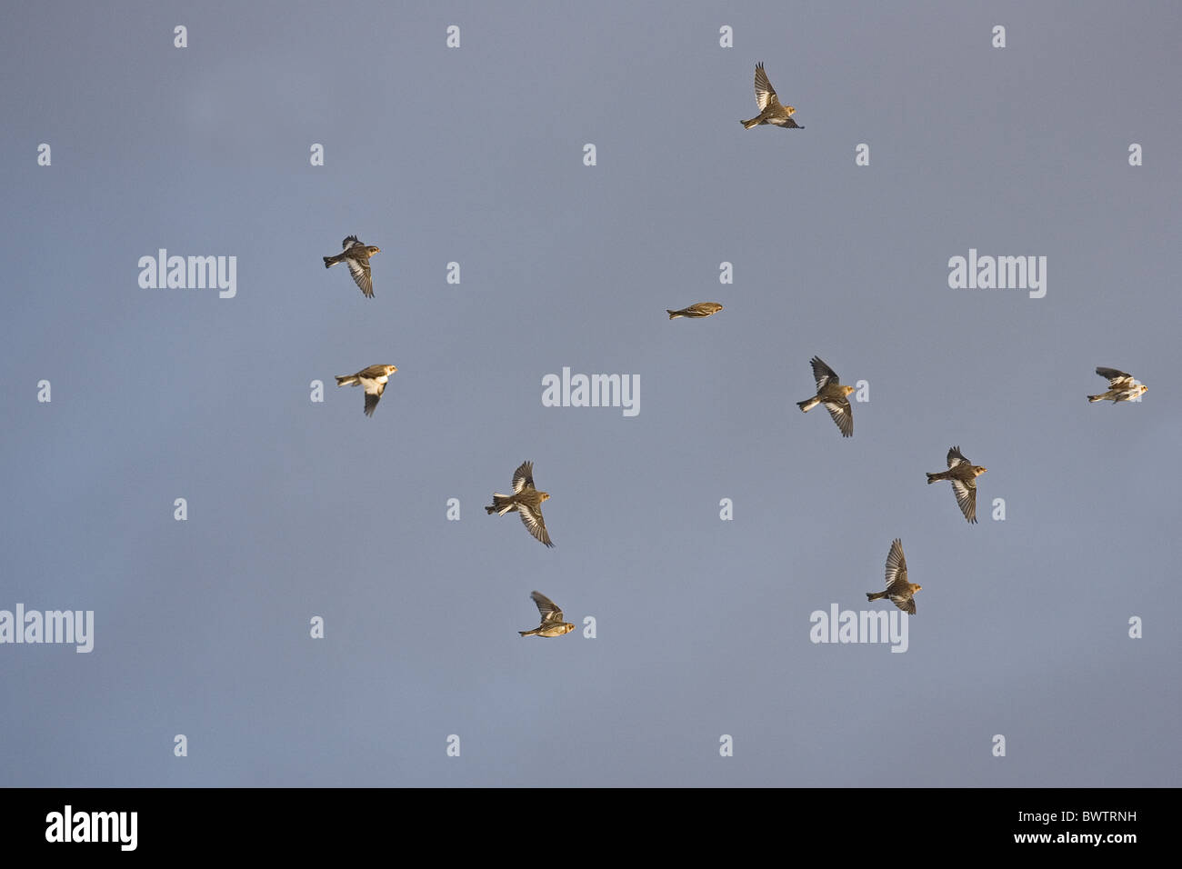 Snow bunting in flight bird hi-res stock photography and images - Alamy