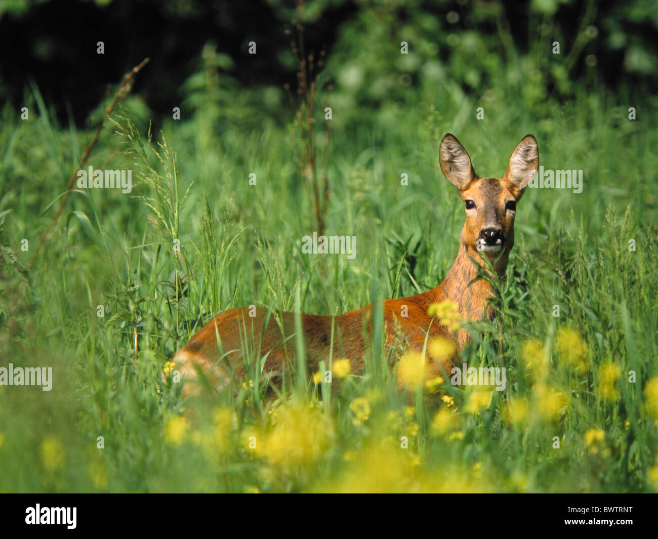 Green doe doe hi-res stock photography and images - Alamy