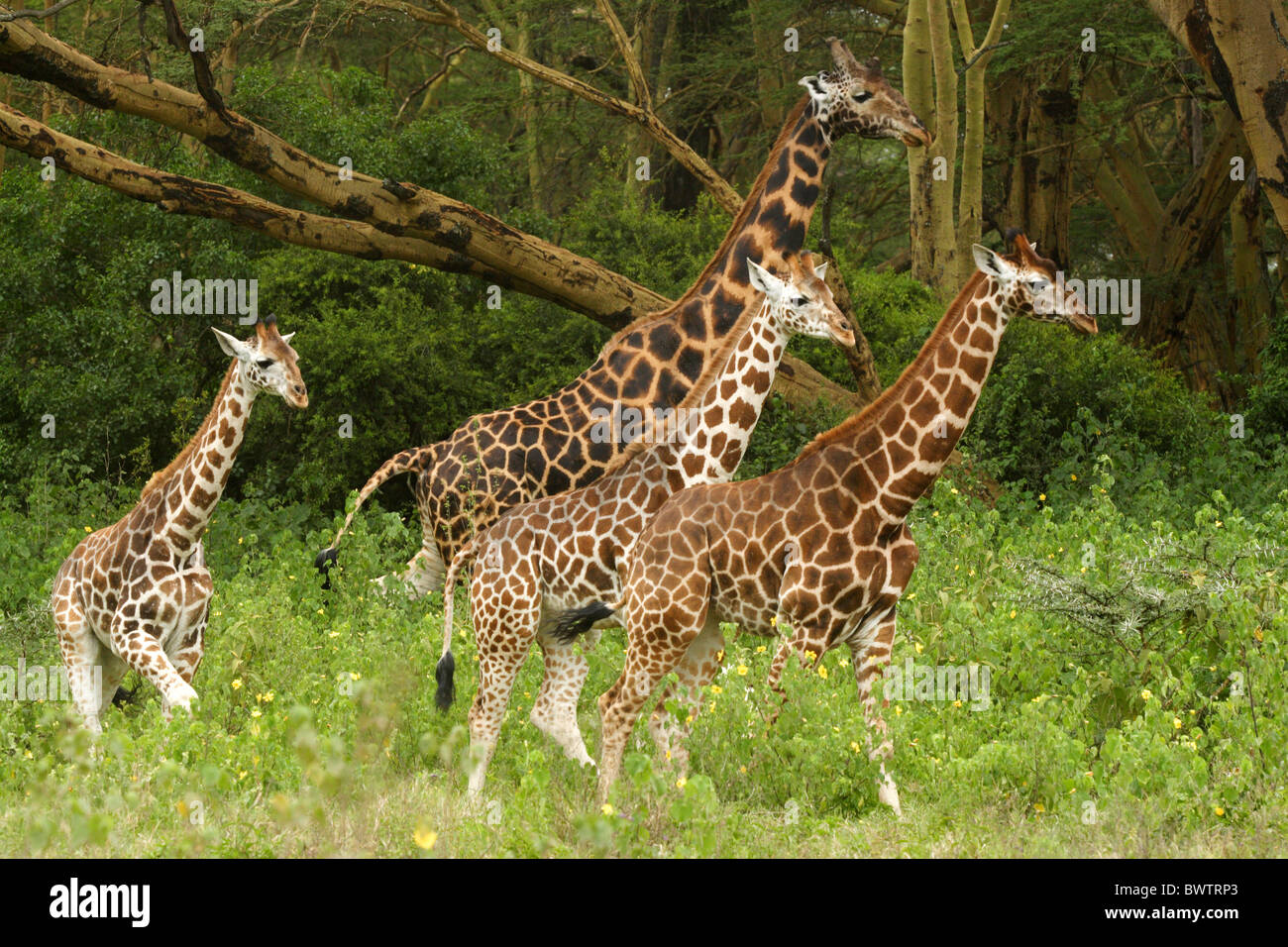 giraffe giraffes bovid bovids bovidae africa african endangered ...