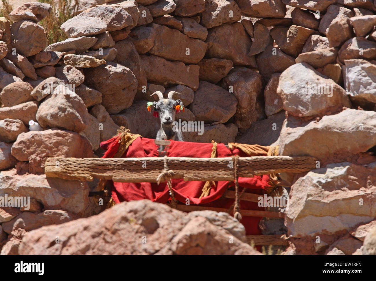 Domestic Goat, adult, with traditional Indian wool ear tassels, penned ...