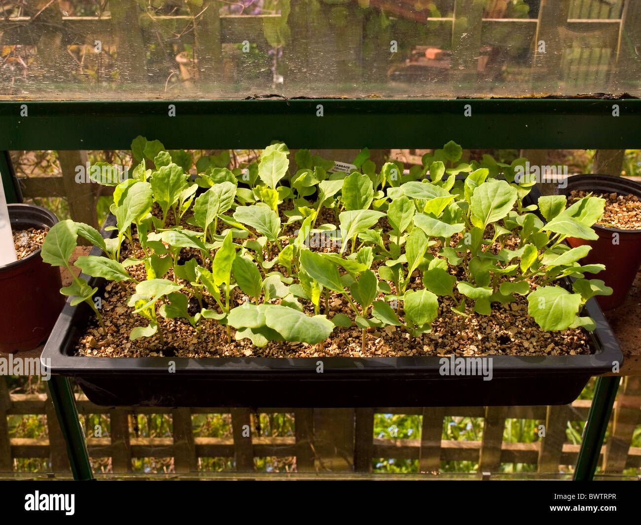 Cabbage seed hi-res stock photography and images - Alamy