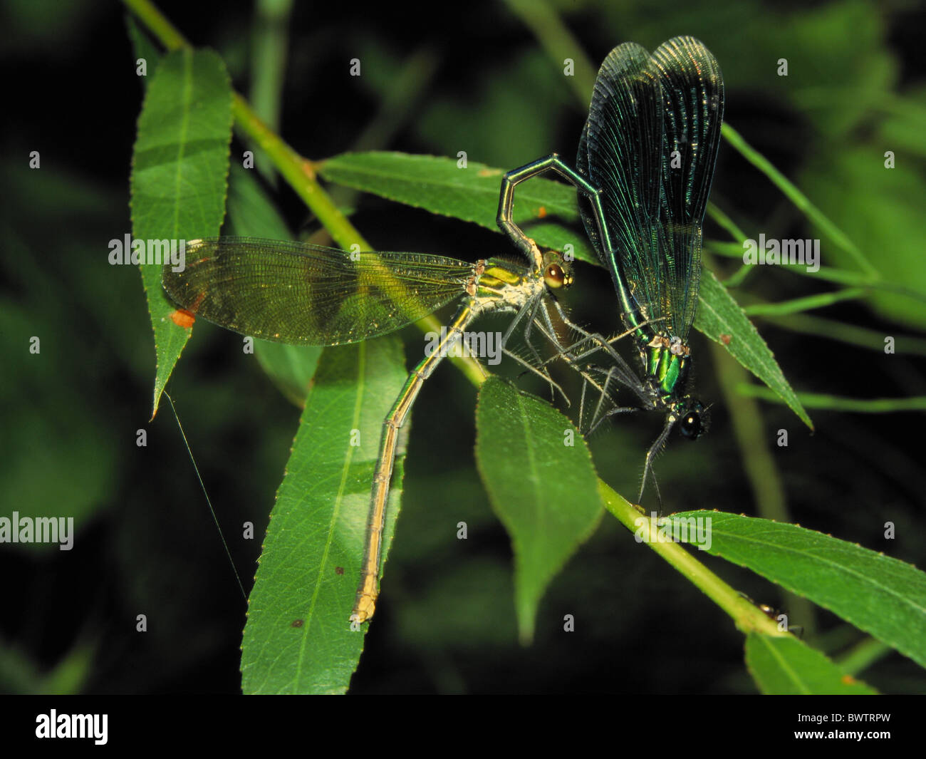 Damselfly Banded Demoiselle mating Calopteryx splendens sheets leaves ...