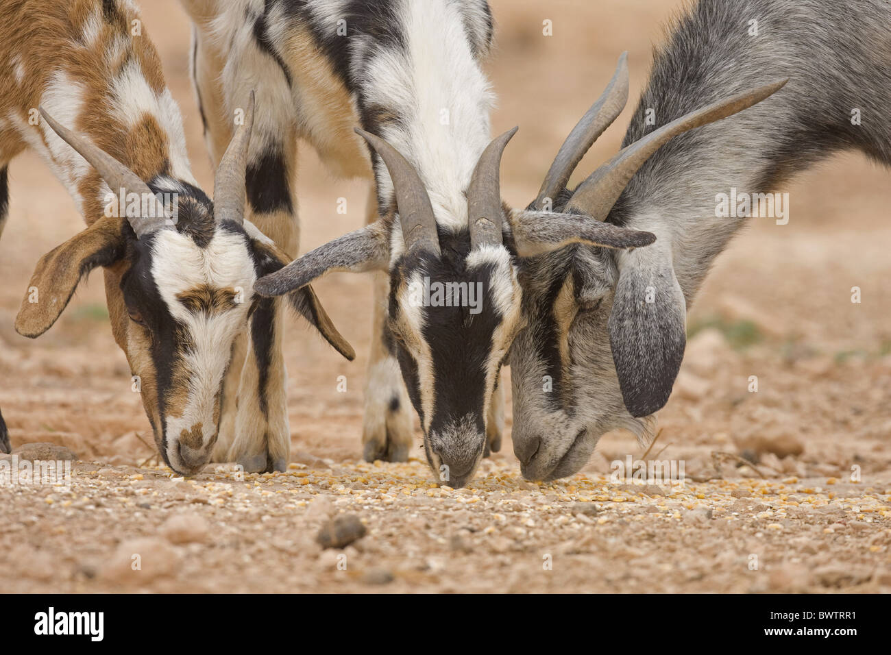 Domestic Goat three adults feeding grain close-up Stock Photo - Alamy