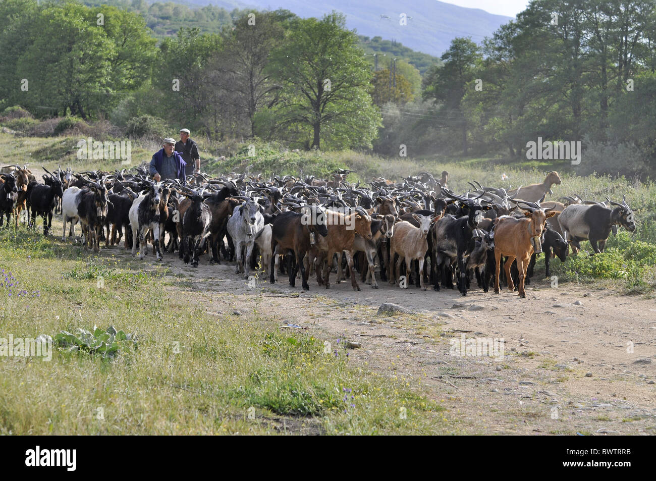 animal goat farm herd goatheard spain goat goats domestic domesticated ...