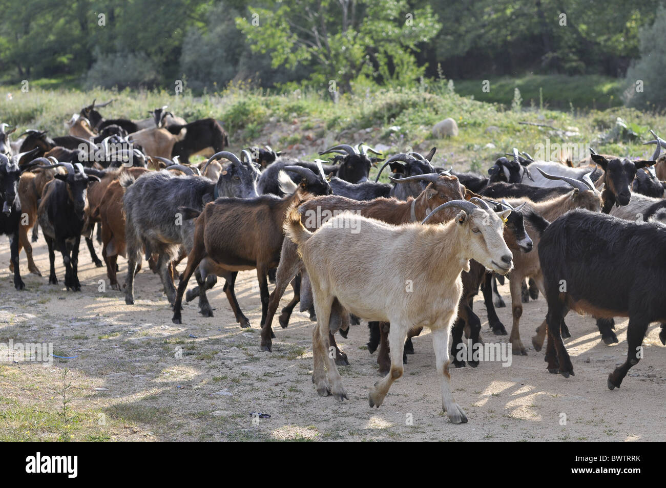 anima farm goat hered driven spain goat goats domestic domesticated ...