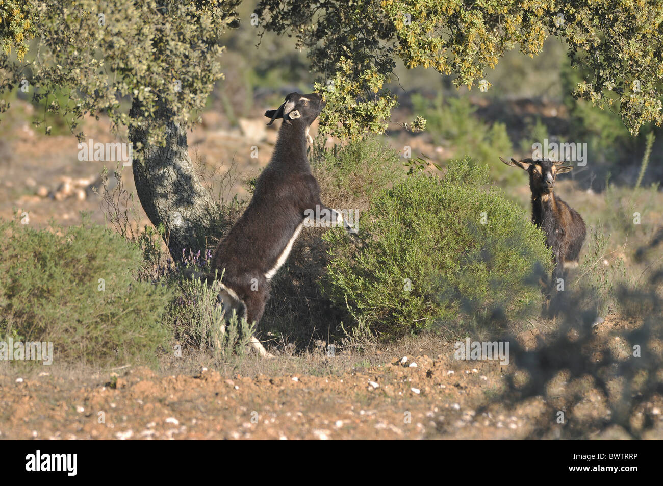 animal goats feeding eatinf cork oak spain goat goats domestic ...