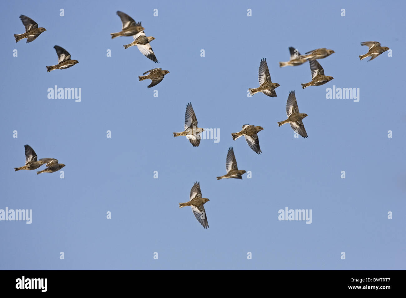 Snow Bunting (Plectrophenax nivalis) flock, in flight, Norfolk, England ...