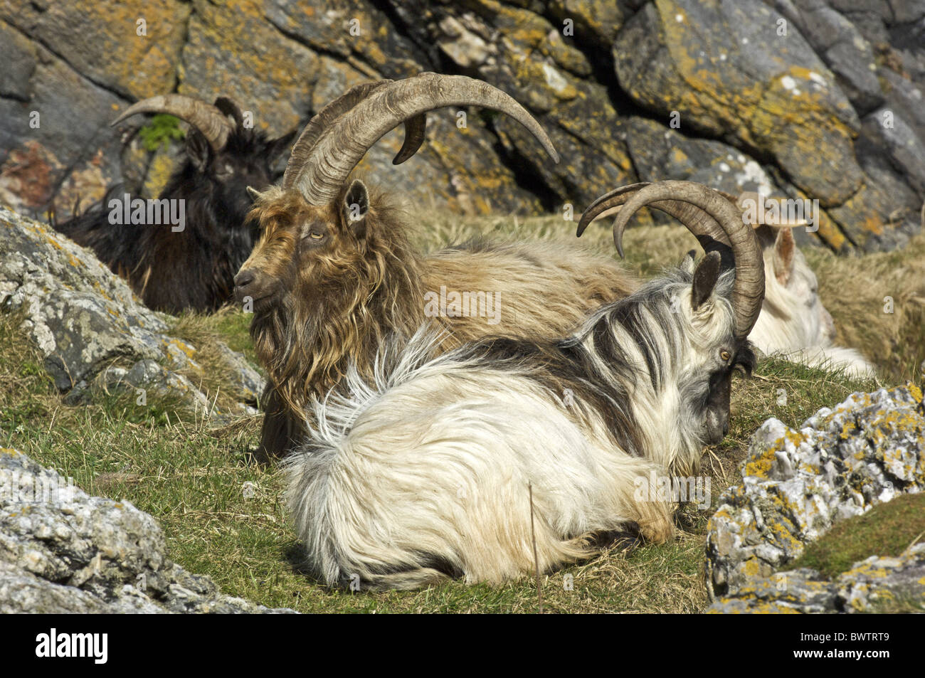 Feral Goat Capra hircus adults resting amongst Stock Photo - Alamy