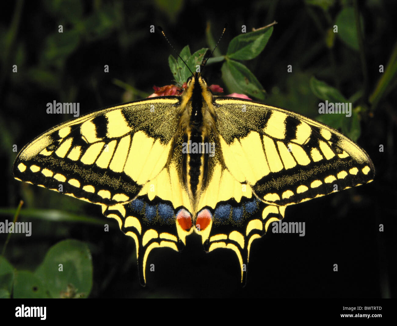 Insects butterfly Old World Swallowtail Papilio machaon pattern Common Yellow Swallowtail nature ...