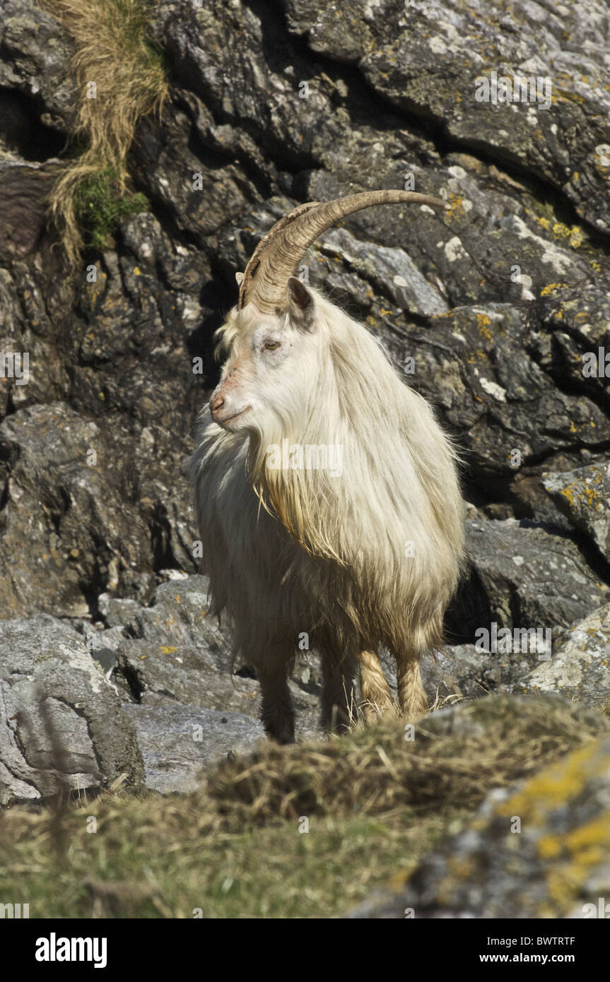 Feral goat capra domestic hi-res stock photography and images - Alamy