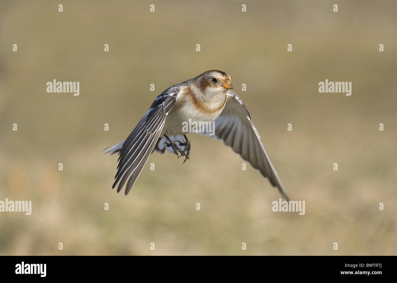 Snow Bunting (Plectrophenax nivalis) adult, in flight, hovering ...