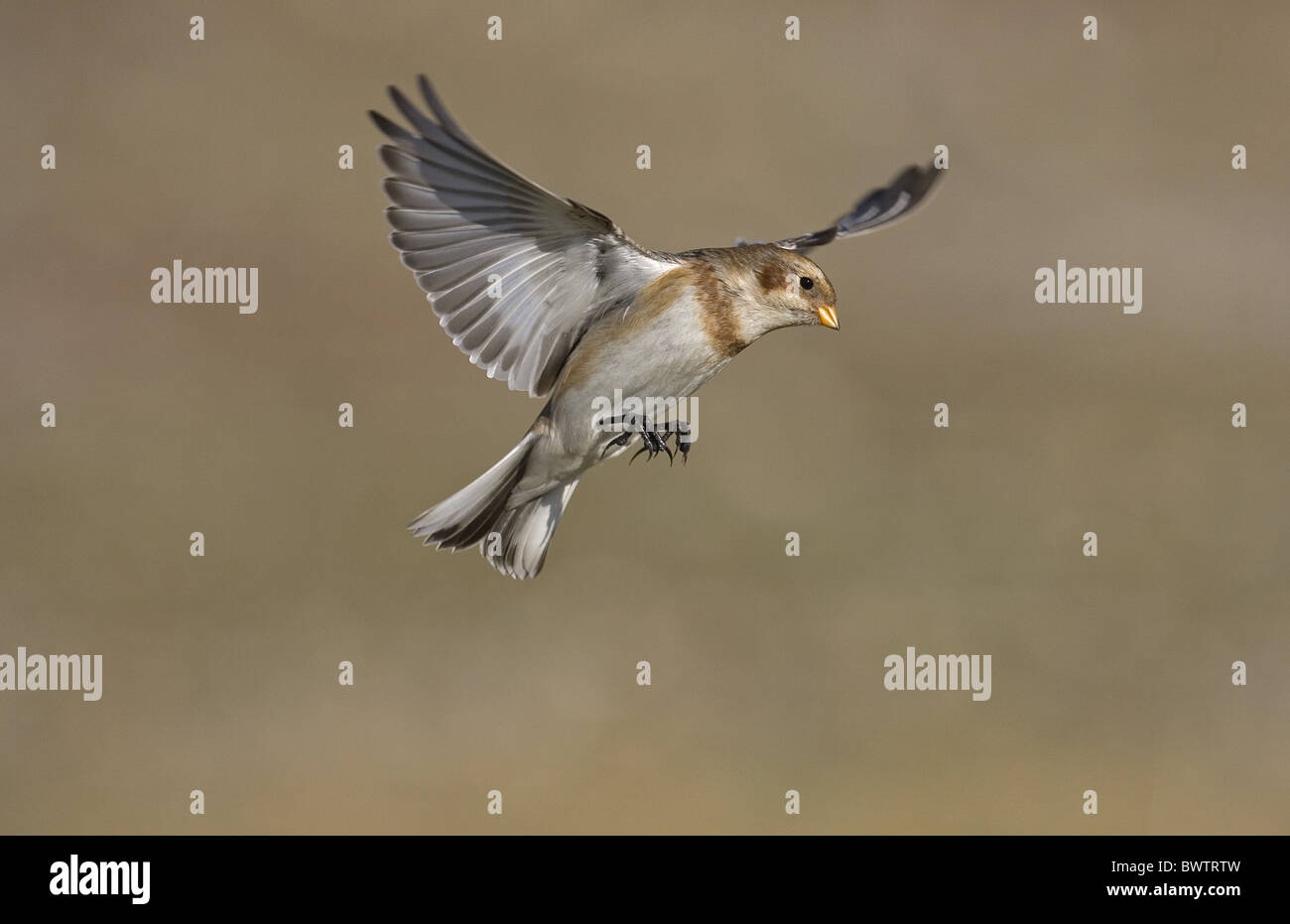 Snow Bunting (Plectrophenax nivalis) adult, in flight, hovering ...