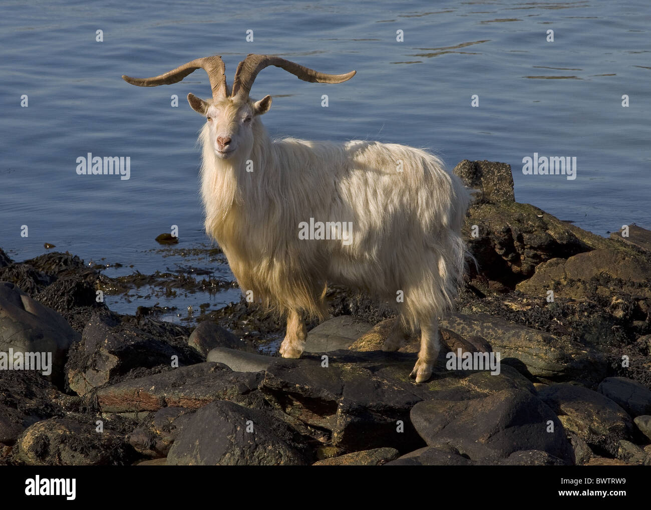 Proaig Islay Goat feral Capra (Domestic) goat goats hoofed herbivore ...