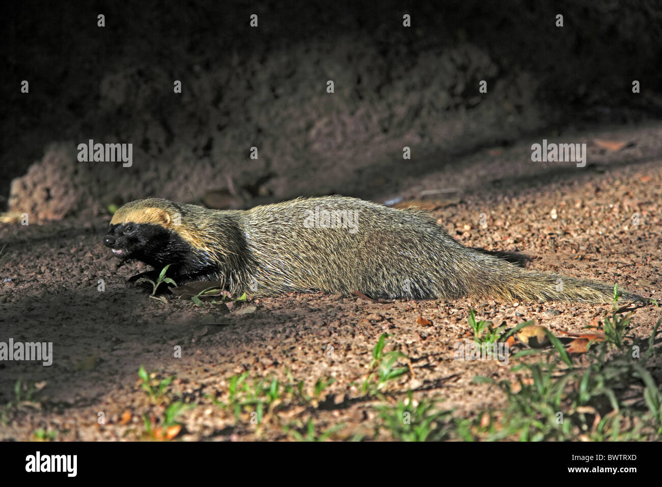 grison grisons carnivore carnivores "south america" "south american ...