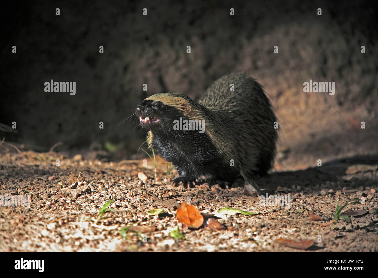 Lesser grison galictis cuja hi-res stock photography and images - Alamy