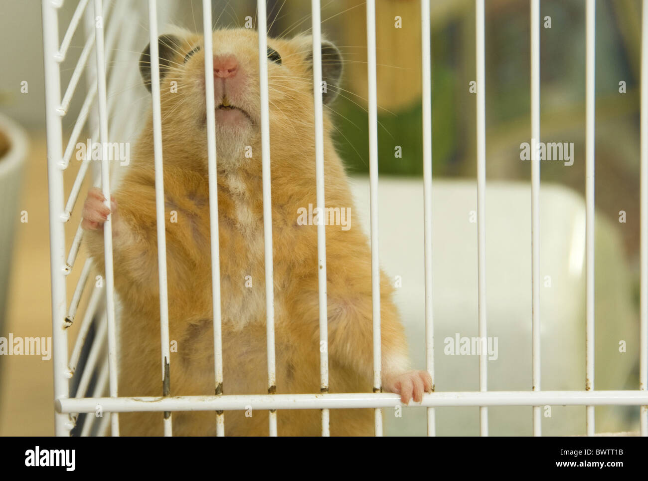 Syrian Hamster cute pet Golden Hamster Mesocricetus auratus hamster ...