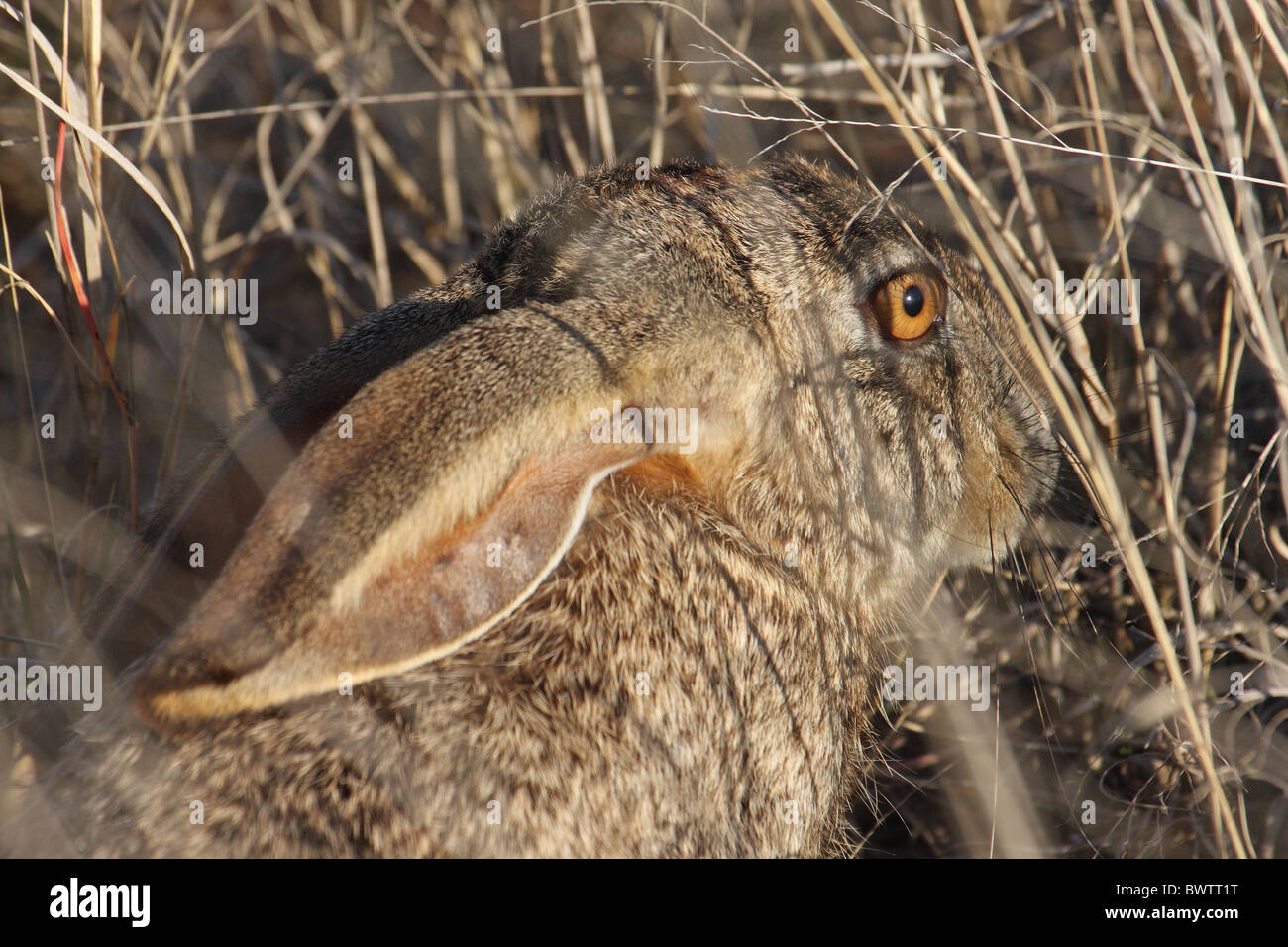 Predator avoidance hi-res stock photography and images - Alamy