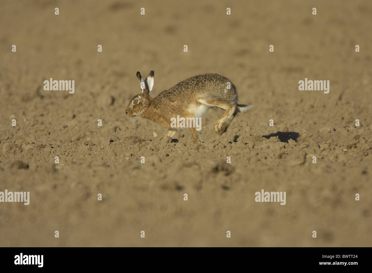 Brown Hare Lepus capensis running field hare hares brown hare ears ...