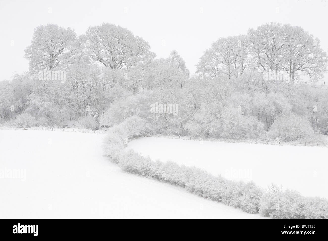 welsh natural wild wildlife environment environmental europe european ...