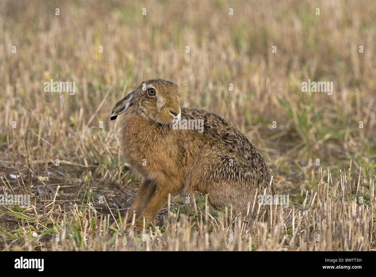 European Hare Lepus europaeus adult sitting Stock Photo - Alamy