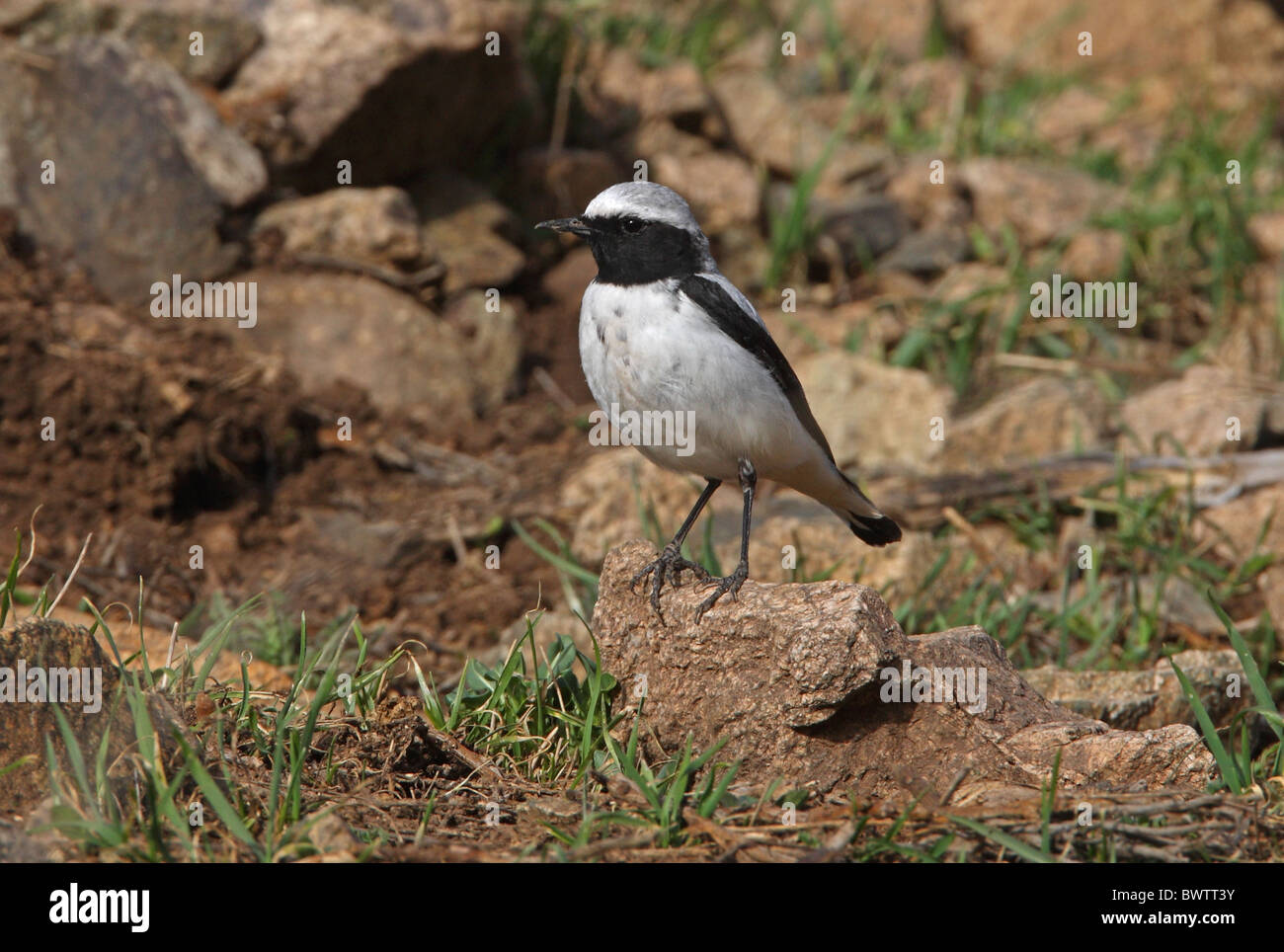 Atlas wheatear hi-res stock photography and images - Alamy