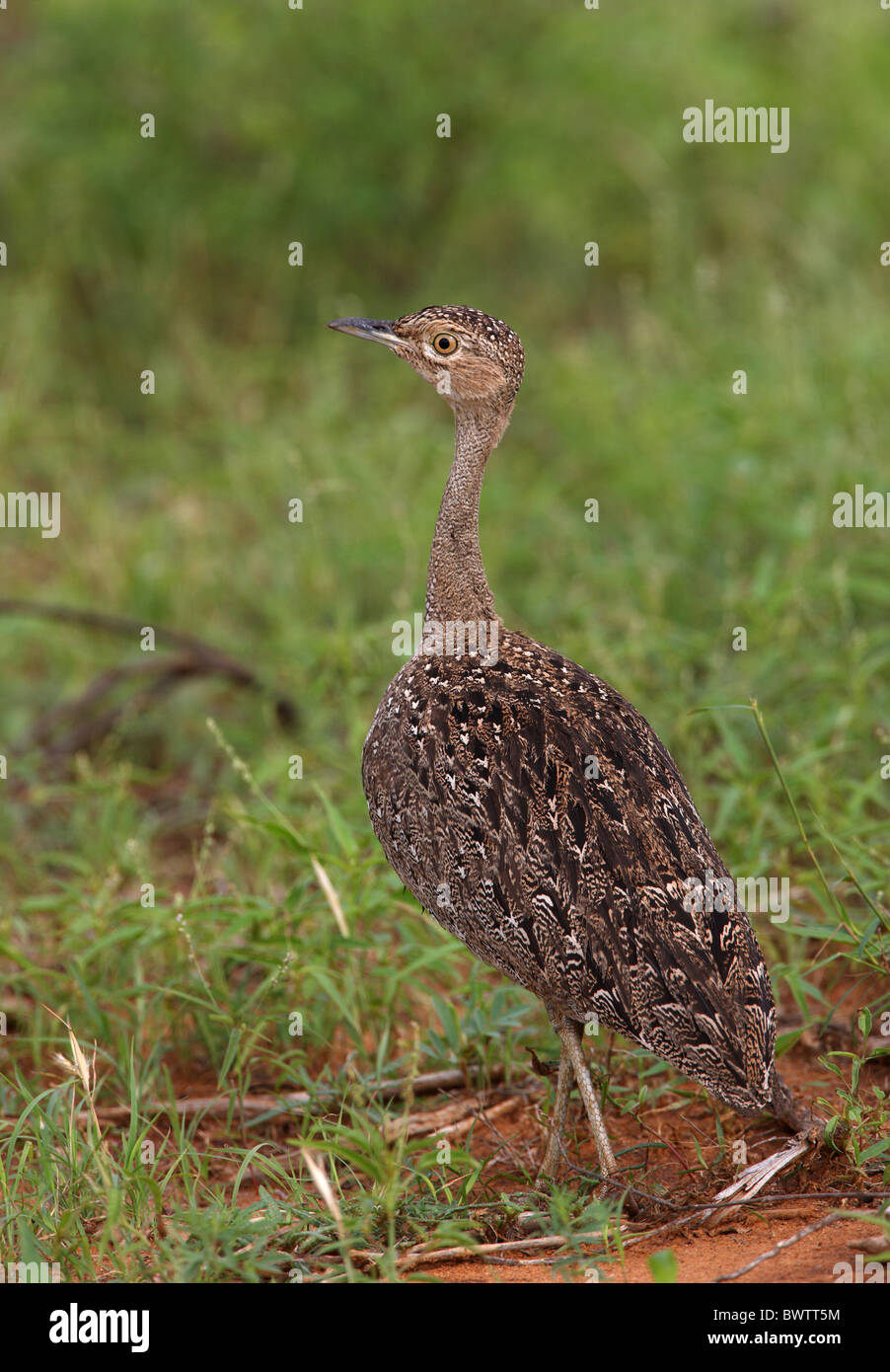 Buff Crested Bustard High Resolution Stock Photography and Images - Alamy
