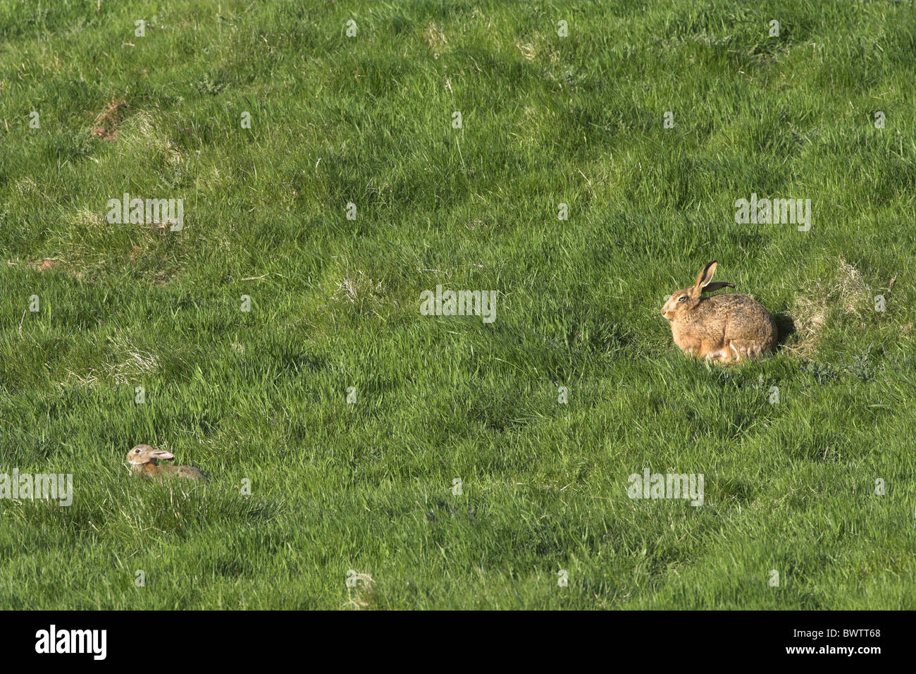 European Hare (Lepus europaeus) adult, with European Rabbit ...