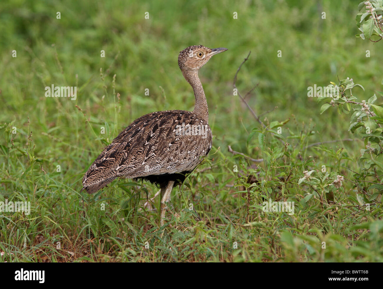 Buff crested bustard hi-res stock photography and images - Alamy