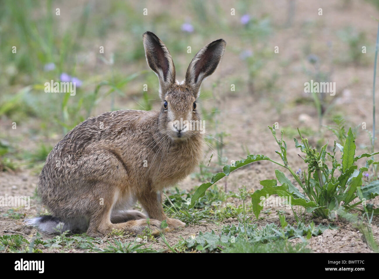 European Hare Lepus europaeus immature sitting Stock Photo - Alamy