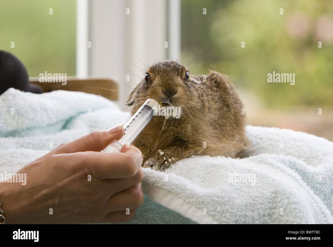 Orphaned leveret hi-res stock photography and images - Alamy