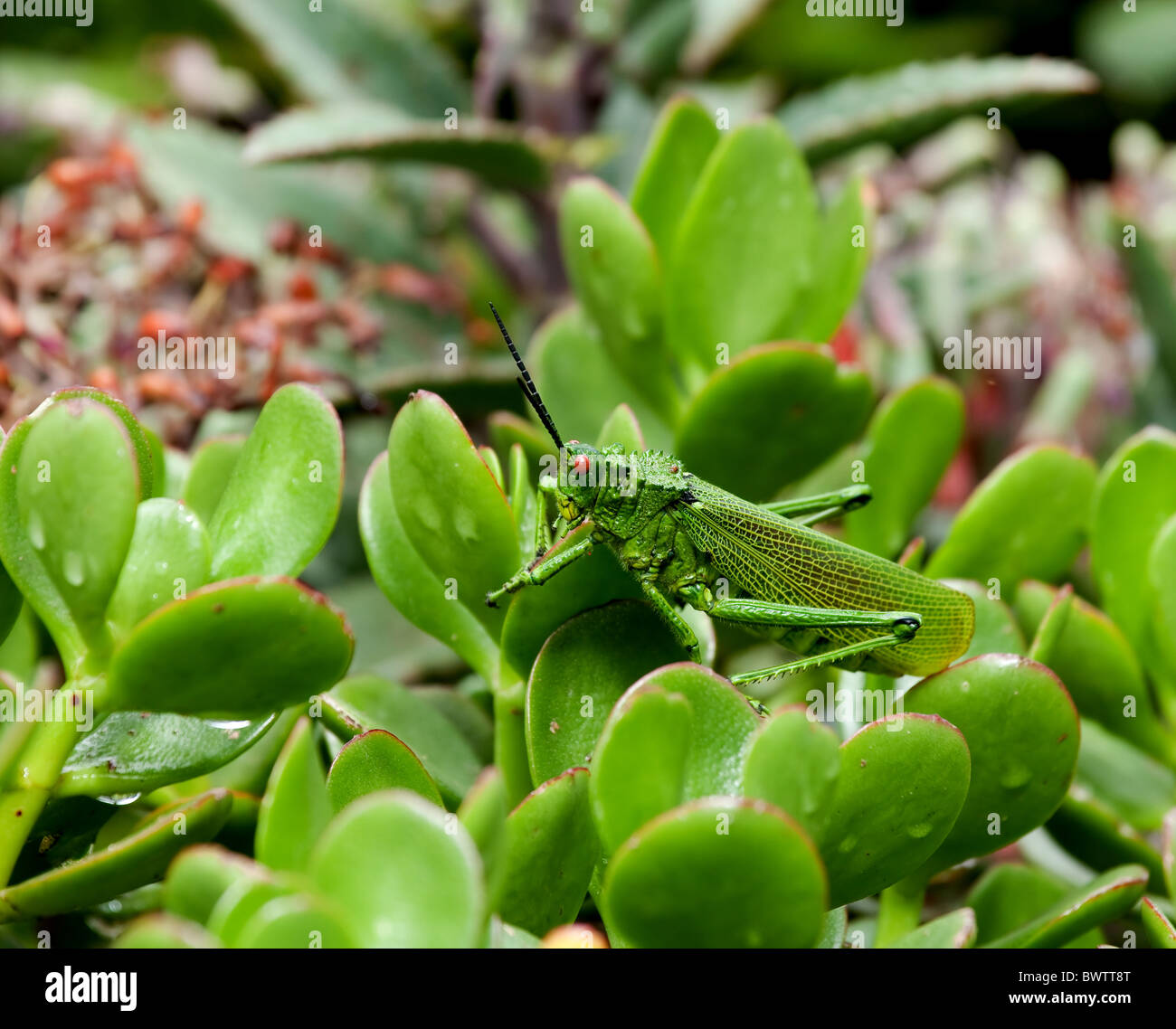Kenya grasshopper hi-res stock photography and images - Alamy