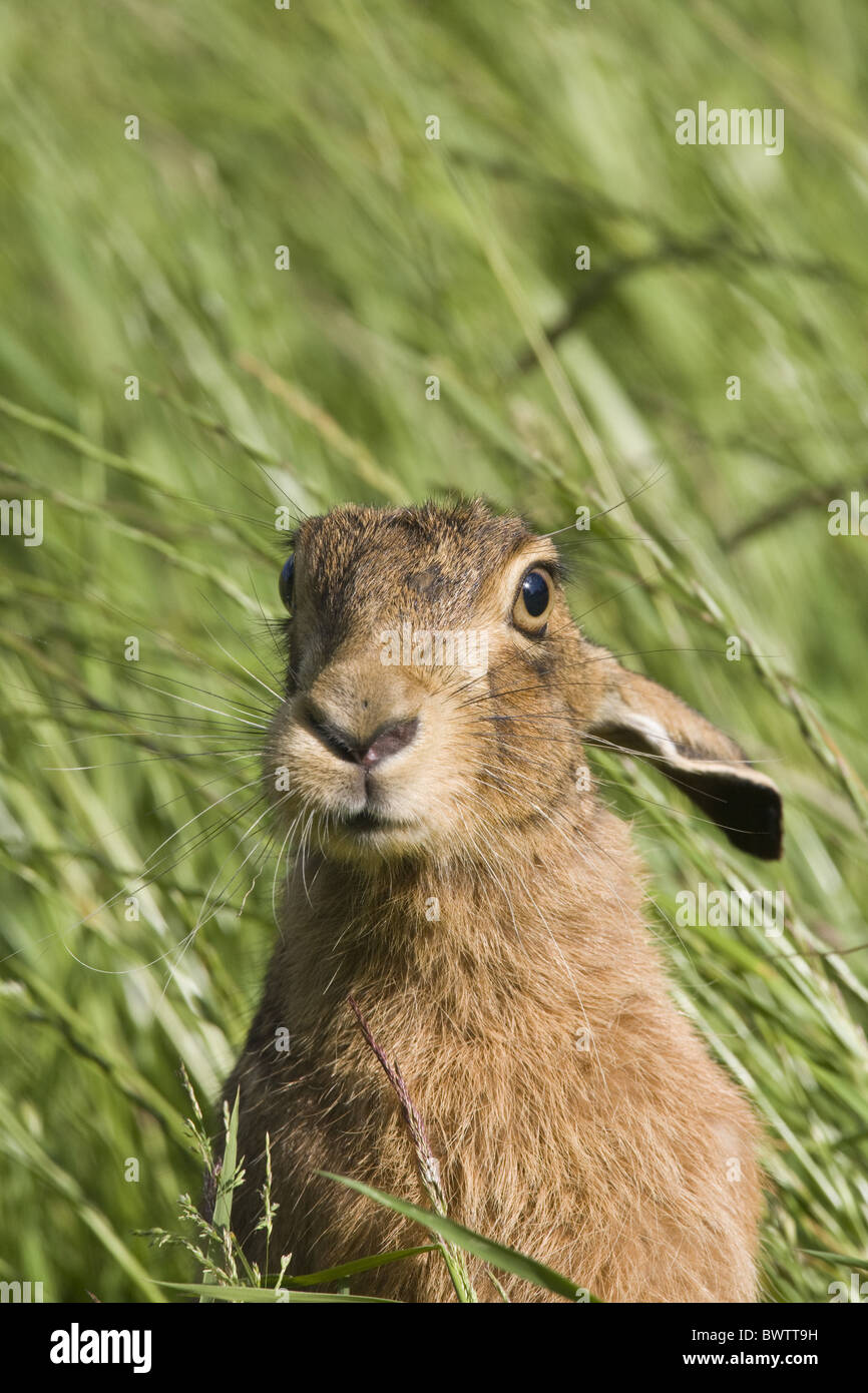 European Hare Lepus europaeus adult close-up head Stock Photo - Alamy