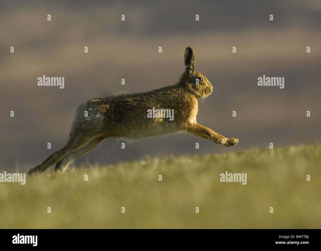 Sunderland Farm Hare brown Lepus europaeus running Islay hare hares ...