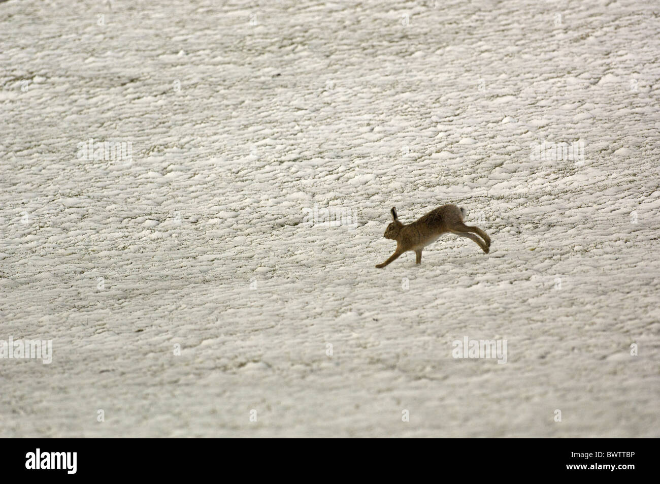 Hare brown Lepus europaeus Islay running snow Sunderland Farm hare ...