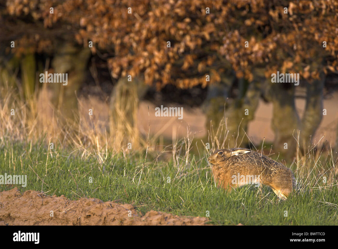 European Hare (Lepus europaeus) adult, stretching, standing on field ...