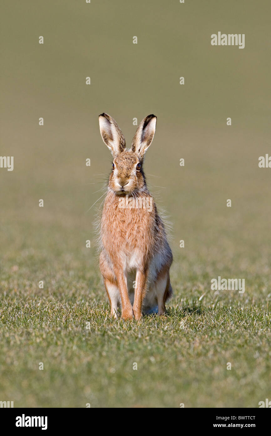 Hare hares brown eurasia hi-res stock photography and images - Alamy