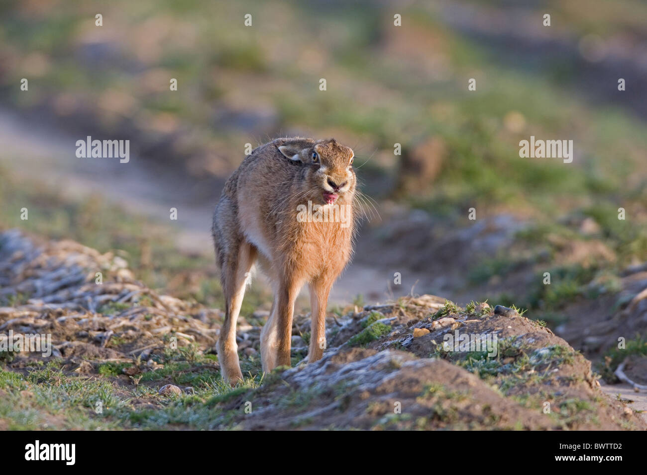 animals mammals hares brown hares Lepus Lepus capensis stretching ...