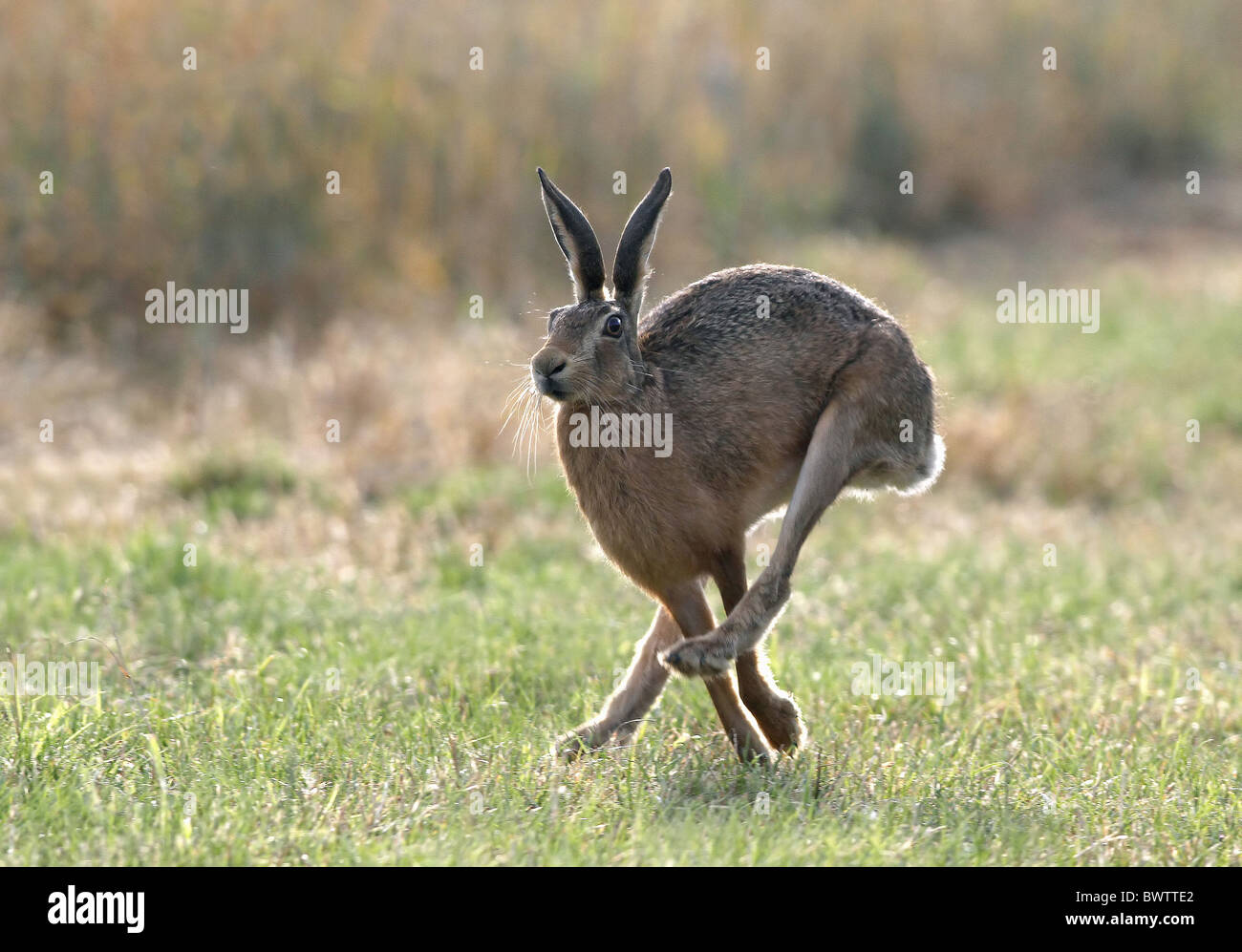hare hares brown eurasia eurasian europe european lagomorph lagomorphs ...