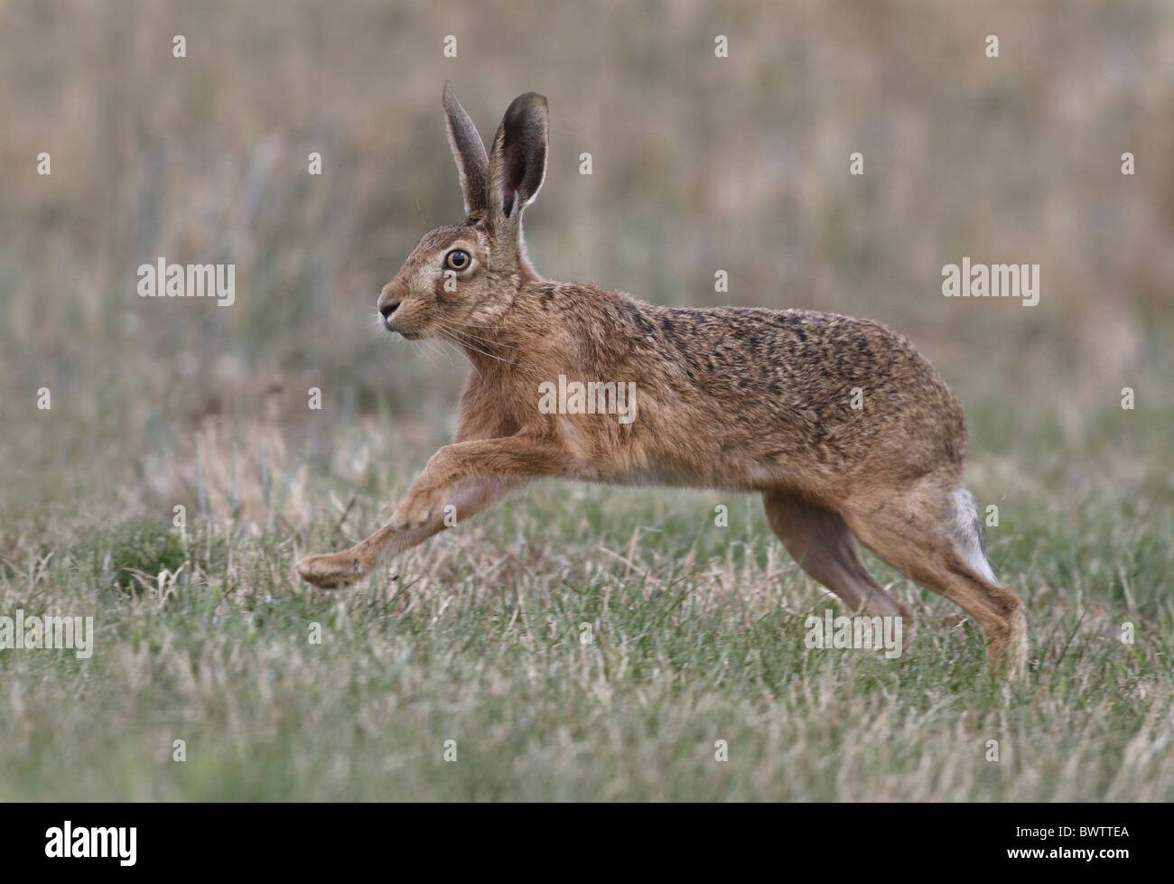 hare hares brown eurasia eurasian europe european lagomorph lagomorphs ...