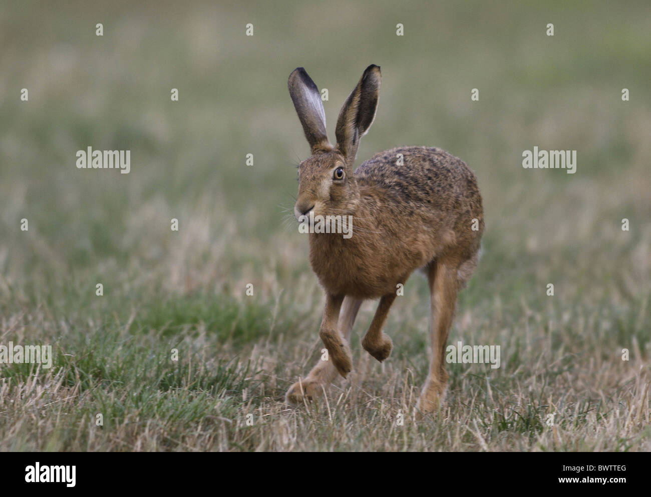 hare hares brown eurasia eurasian europe european lagomorph lagomorphs ...
