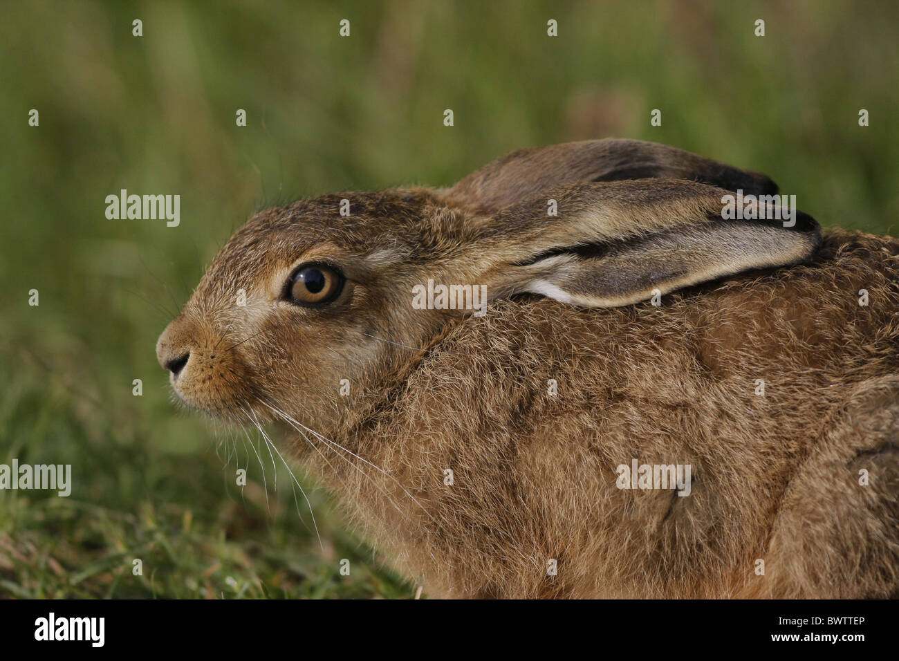 hare hares brown eurasia eurasian europe european lagomorph lagomorphs ...