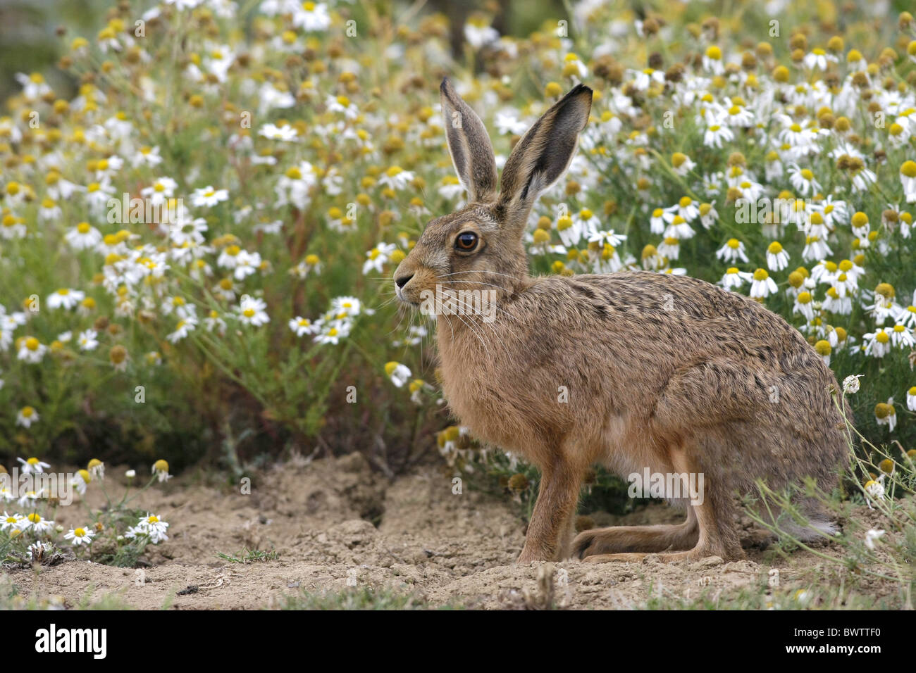 hare hares brown eurasia eurasian europe european lagomorph lagomorphs ...