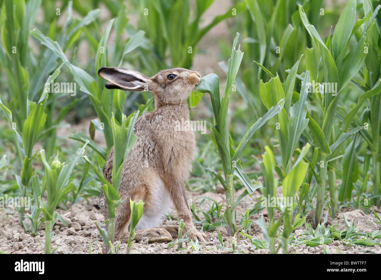 hare hares brown eurasia eurasian europe european lagomorph lagomorphs ...