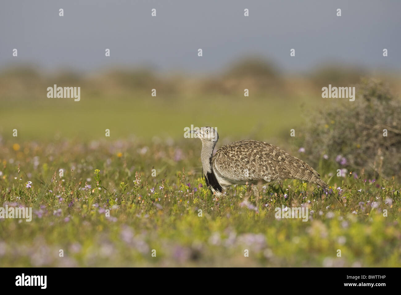 Asian Houbara High Resolution Stock Photography and Images - Alamy