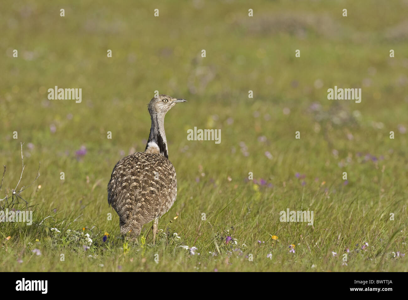 Houbara Bustard (Chlamydotis undulata fuertaventurae) adult male ...